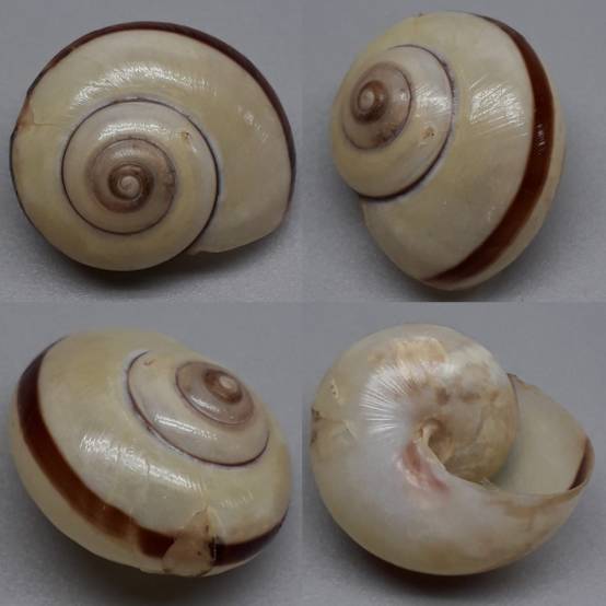 shellauction.net :: Xesta citrina - 3726461