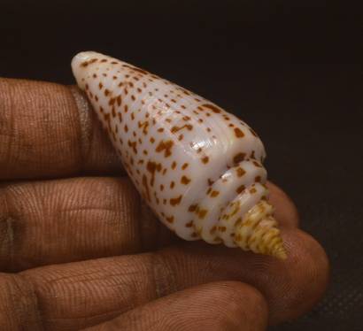 shellauction.net :: Conus inscriptus - 3726494