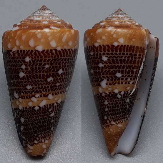 shellauction.net :: Conus nobilis victor - 3726517
