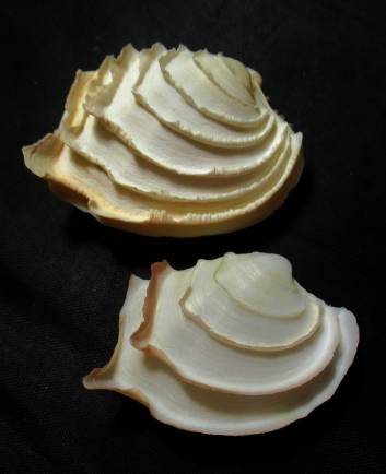 shellauction.net :: Bassina disjecta - 3726654