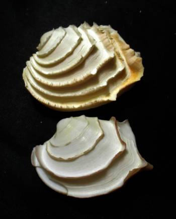 shellauction.net :: Bassina disjecta - 3726654