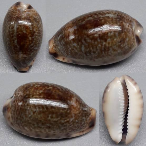 shellauction.net :: Erronea vredenburgi - 3726922