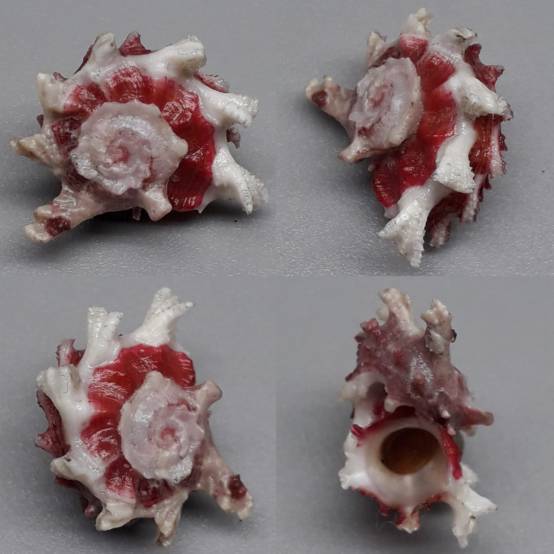 shellauction.net :: Angaria formosa - 3726939