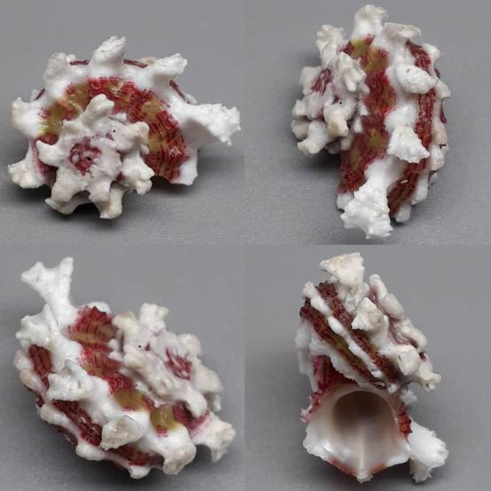 shellauction.net :: Angaria formosa - 3726941