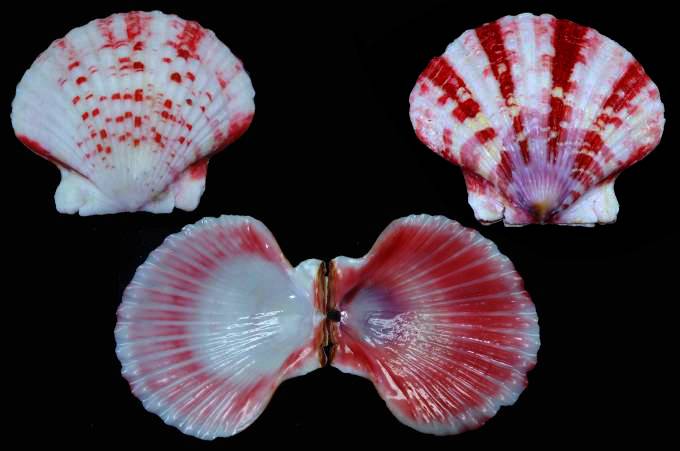 shellauction.net :: Annachlamys reevei - 3727106