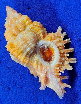 shellauction.net :: Chicoreus corrugatus - 3727150