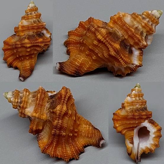 shellauction.net :: Turritriton labiosus - 3727270