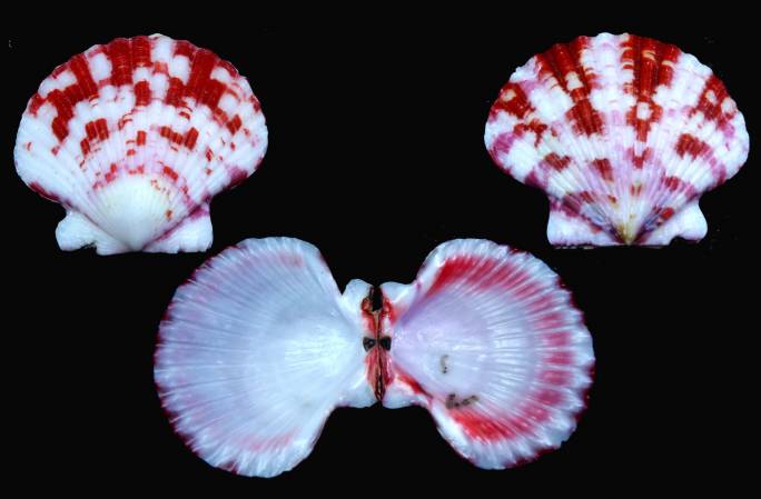 shellauction.net :: Annachlamys reevei - 3727291