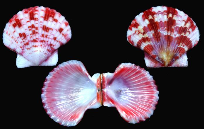 shellauction.net :: Annachlamys reevei - 3727325
