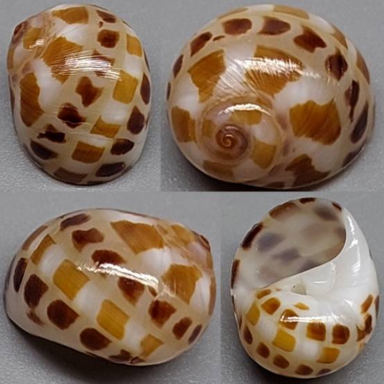 shellauction.net :: Natica sp. - 3727333