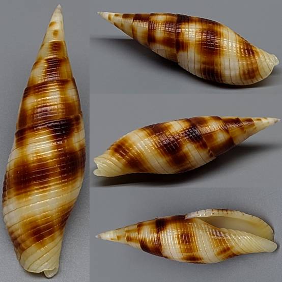 shellauction.net :: Nebularia ustulata - 3727366