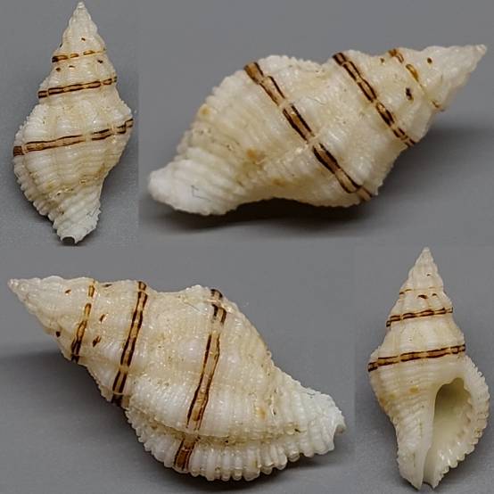 shellauction.net :: Engina sp. - 3727394