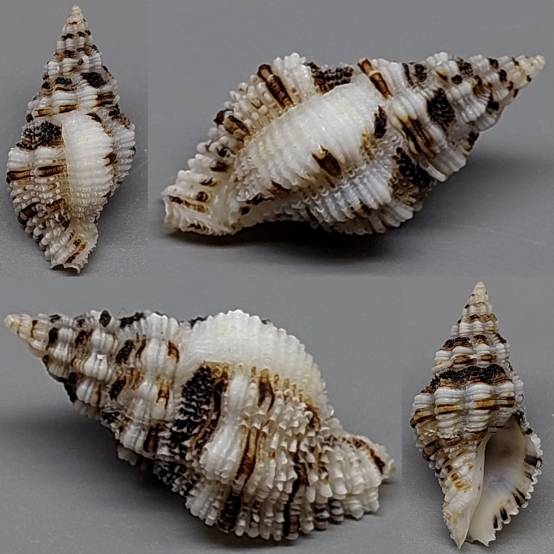 shellauction.net :: Engina sp. - 3727396