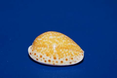 shellauction.net :: Naria acicularis - 3727422