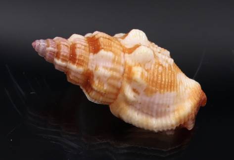 shellauction.net :: Canarium scalariforme - 3727423
