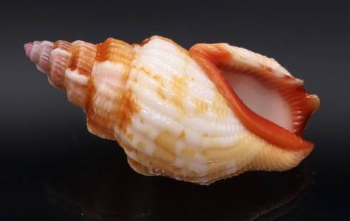 shellauction.net :: Canarium scalariforme - 3727423