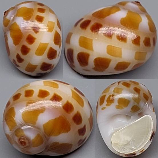 shellauction.net :: Natica sp. - 3727477