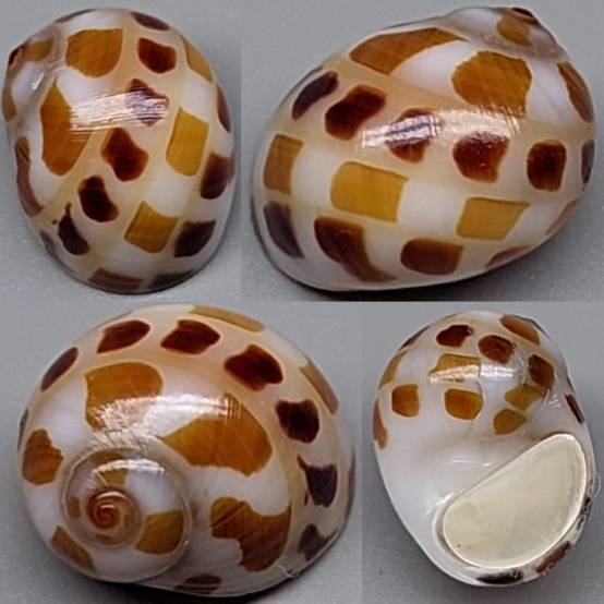 shellauction.net :: Natica sp. - 3727479