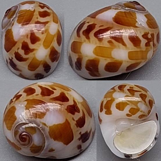 shellauction.net :: Natica sp. - 3727480