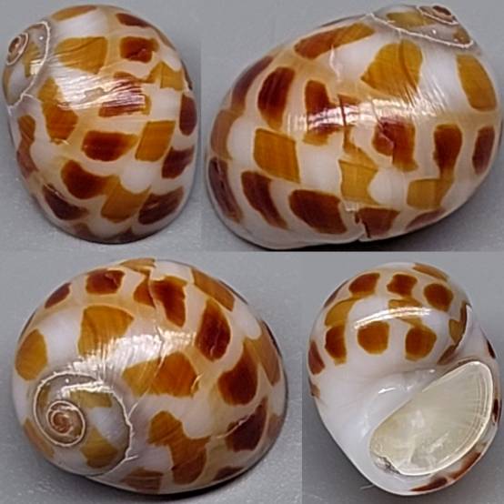 shellauction.net :: Natica sp. - 3727481