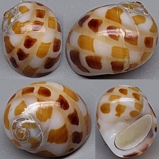 shellauction.net :: Natica sp. - 3727482