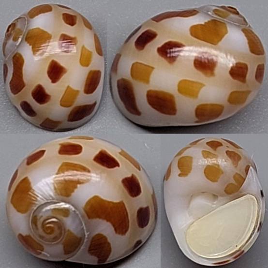 shellauction.net :: Natica sp. - 3727483