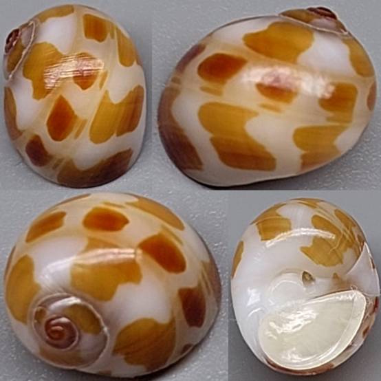 shellauction.net :: Natica sp. - 3727484