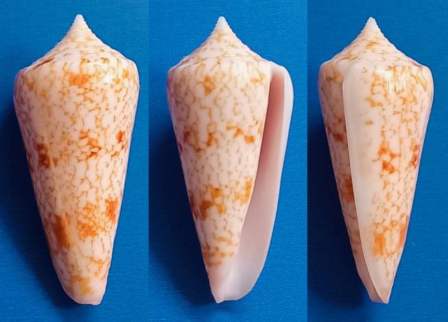shellauction.net :: Conus neptunus - 3727513