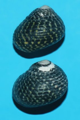 shellauction.net :: Diloma concameratum - 3727521