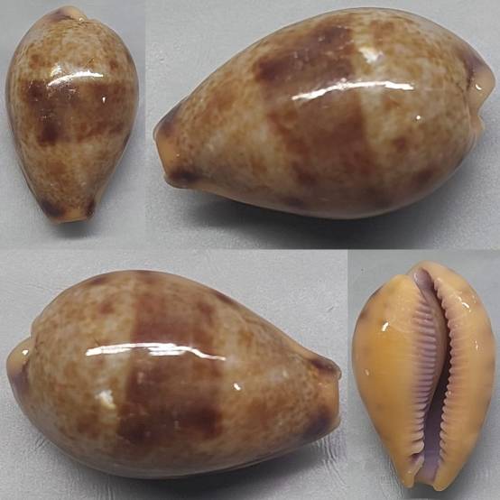 shellauction.net :: Contradusta walkeri - 3727545