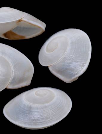 shellauction.net :: Crystallopsis rennellensis - 3727587