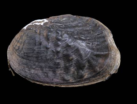 shellauction.net :: Lamprotula caveata - 3727606