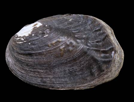 shellauction.net :: Lamprotula caveata - 3727611