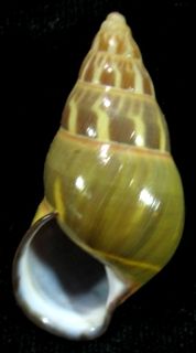 shellauction.net :: Amphidromus everetti - 3727636