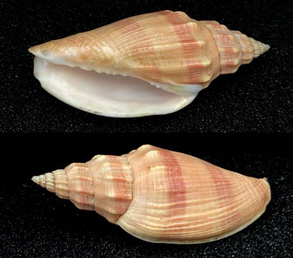 shellauction.net :: Simililyria queketti - 3727650