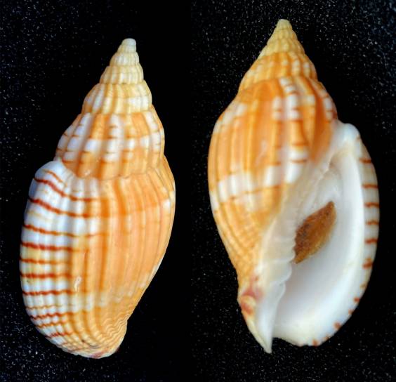 shellauction.net :: Lyria tulearensis - 3727678