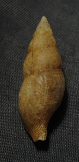 shellauction.net :: Kanamarua adonis - 3727689