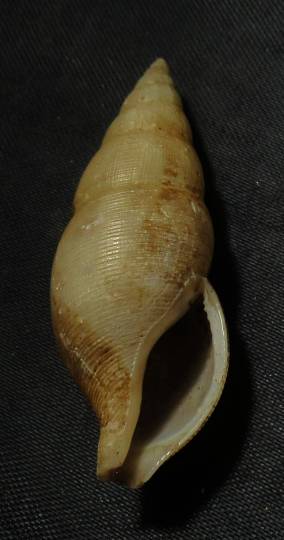 shellauction.net :: Kanamarua adonis - 3727689