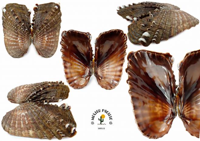 shellauction.net :: Cardita affinis californica - 3727693