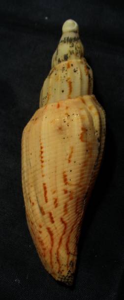 shellauction.net :: Fulgoraria rupestris thachi - 3727701