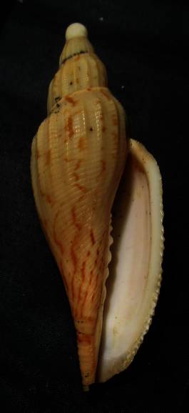 shellauction.net :: Fulgoraria rupestris thachi - 3727701