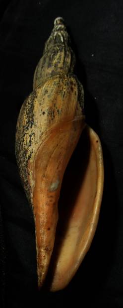 shellauction.net :: Fulgoraria allaryi - 3727735