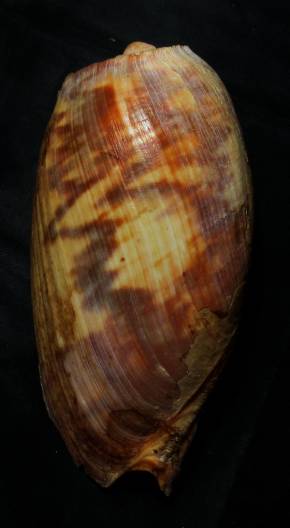 shellauction.net :: Cymbium pachyus - 3727859