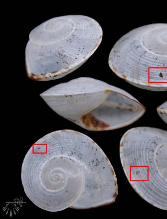 shellauction.net :: Crystallopsis tricolor - 3727872