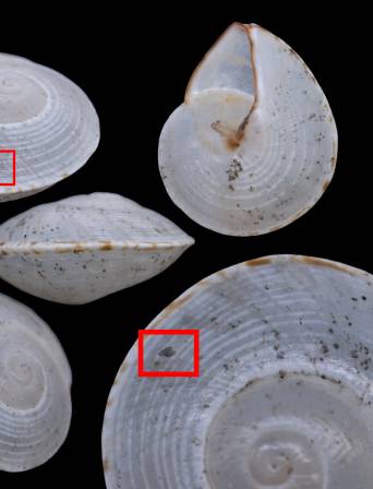 shellauction.net :: Crystallopsis tricolor - 3727872