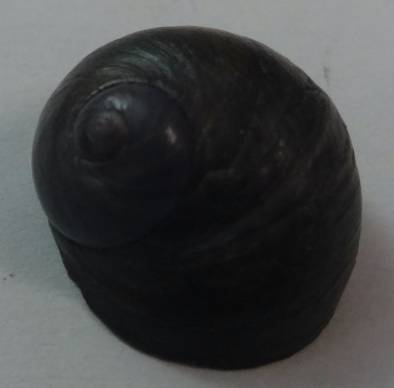 shellauction.net :: Monodonta perplexa - 3727921