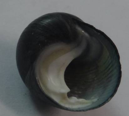 shellauction.net :: Monodonta perplexa - 3727921