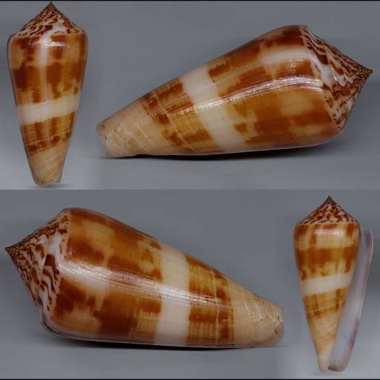 shellauction.net :: Conus consors - 3728004