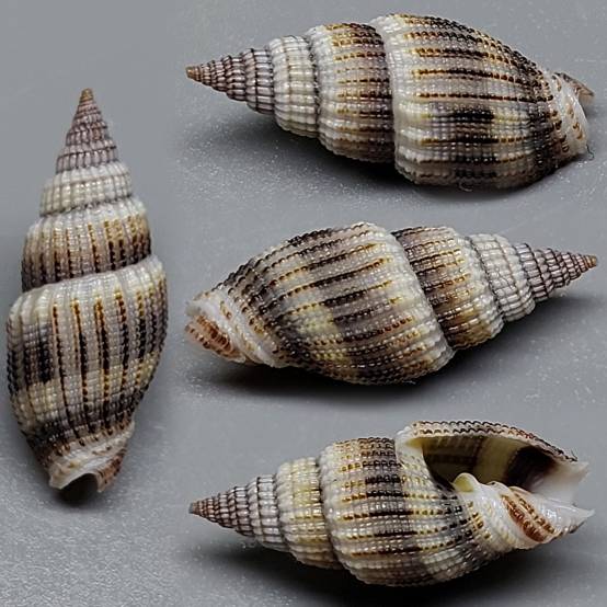 shellauction.net :: Mitra sp. - 3728176