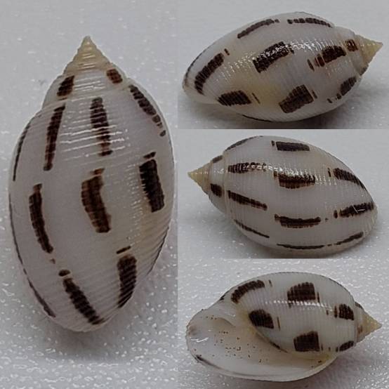 shellauction.net :: Punctacteon virgatus - 3728252